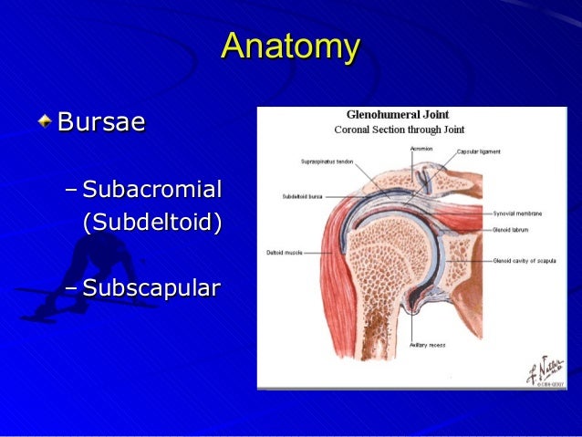 Shoulder exam studentsandresidents