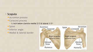 Shoulder examination | PPT