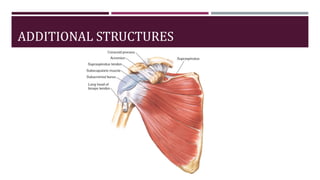 Shoulder Examination.pdf