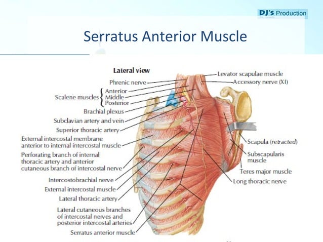 Shoulder girdle and brachial plexus anatomy | PPT