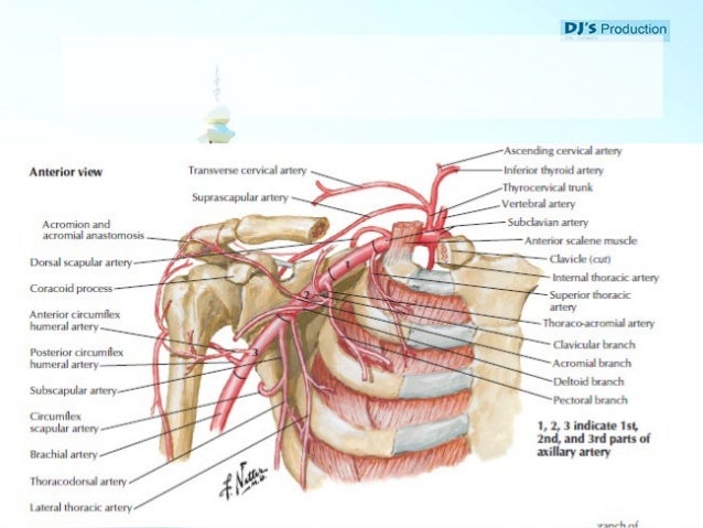 Periscapular Muscles Anatomy