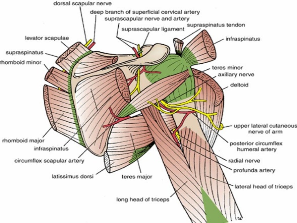 Shoulder girdle and brachial plexus anatomy