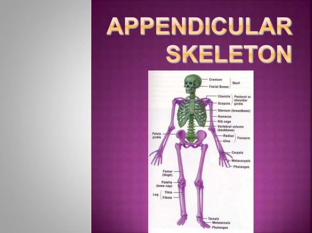 Appendicular Skeleton-Shoulder girdle and upper limb | PPT