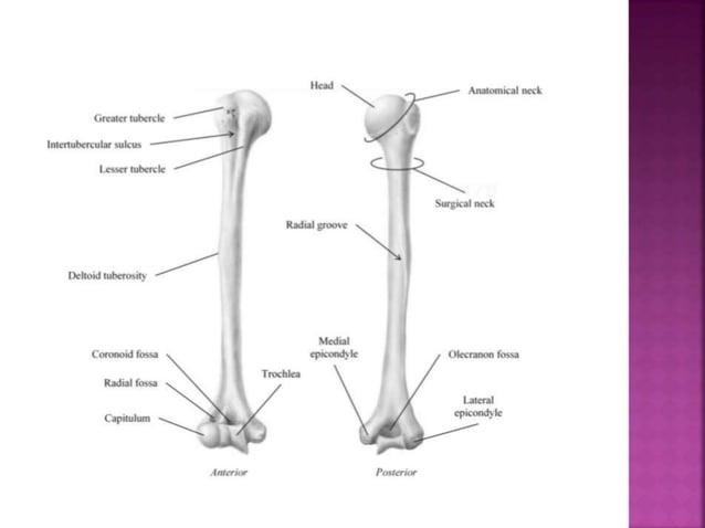 Appendicular Skeleton-Shoulder girdle and upper limb | PPT