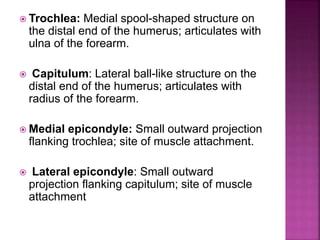 Appendicular Skeleton-Shoulder girdle and upper limb | PPTX