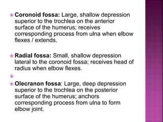 Appendicular Skeleton-Shoulder girdle and upper limb | PPTX