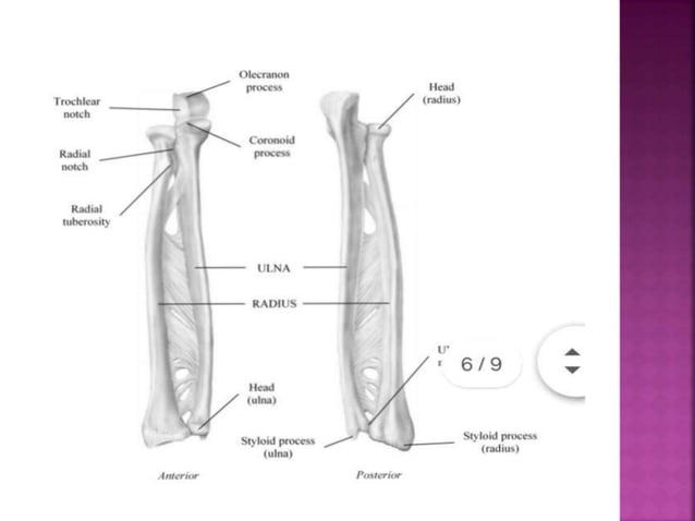 Appendicular Skeleton-Shoulder girdle and upper limb | PPT