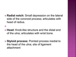 Appendicular Skeleton-Shoulder girdle and upper limb | PPTX