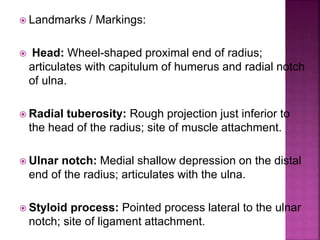 Appendicular Skeleton-Shoulder girdle and upper limb | PPTX