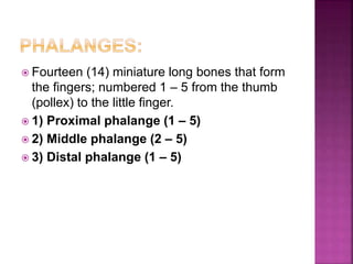 Appendicular Skeleton-Shoulder girdle and upper limb | PPTX