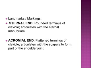 Appendicular Skeleton-Shoulder girdle and upper limb | PPTX