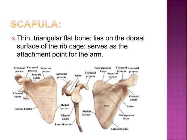 Appendicular Skeleton-Shoulder girdle and upper limb | PPT