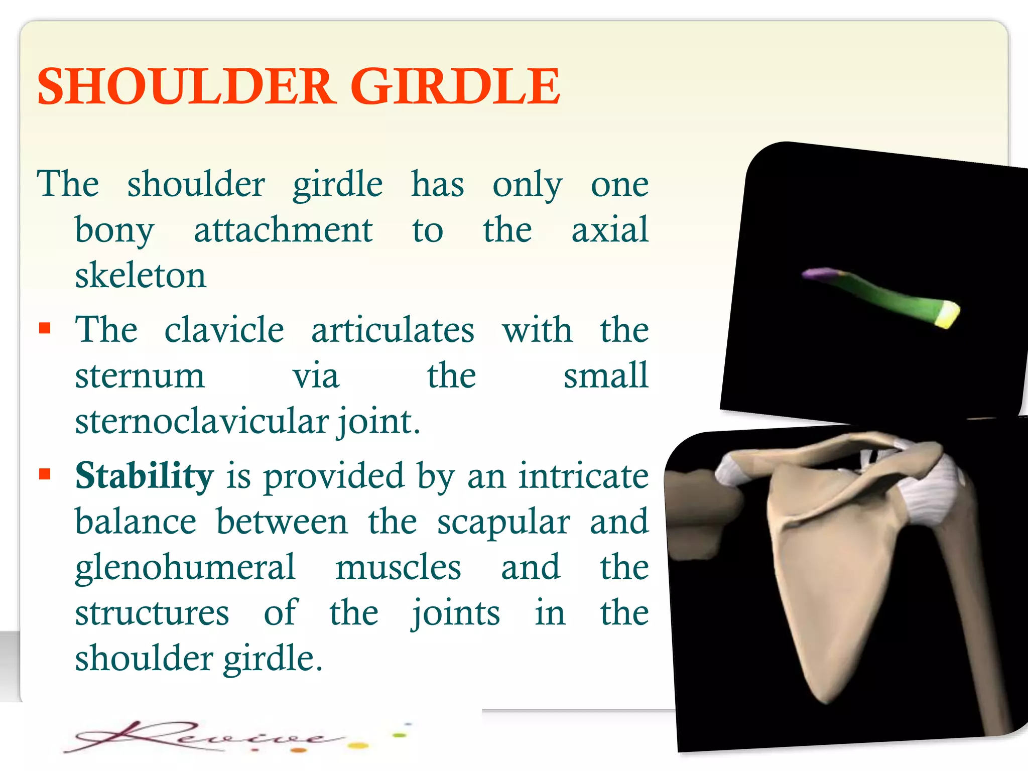Shoulder girdle | PPTX