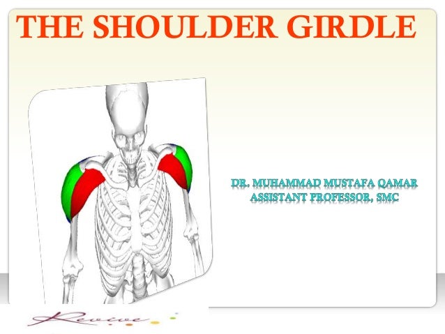 Shoulder Girdle