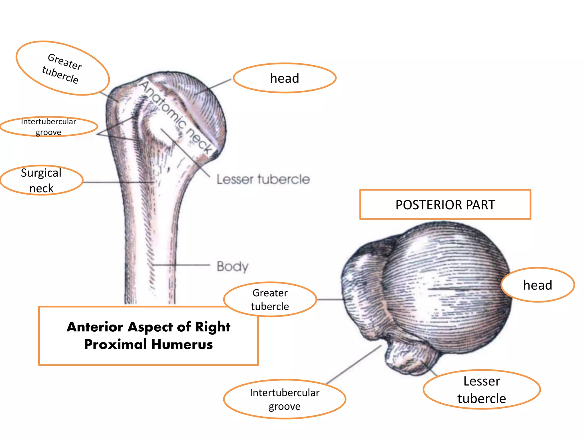 Shoulder girdle presentation | PPTX