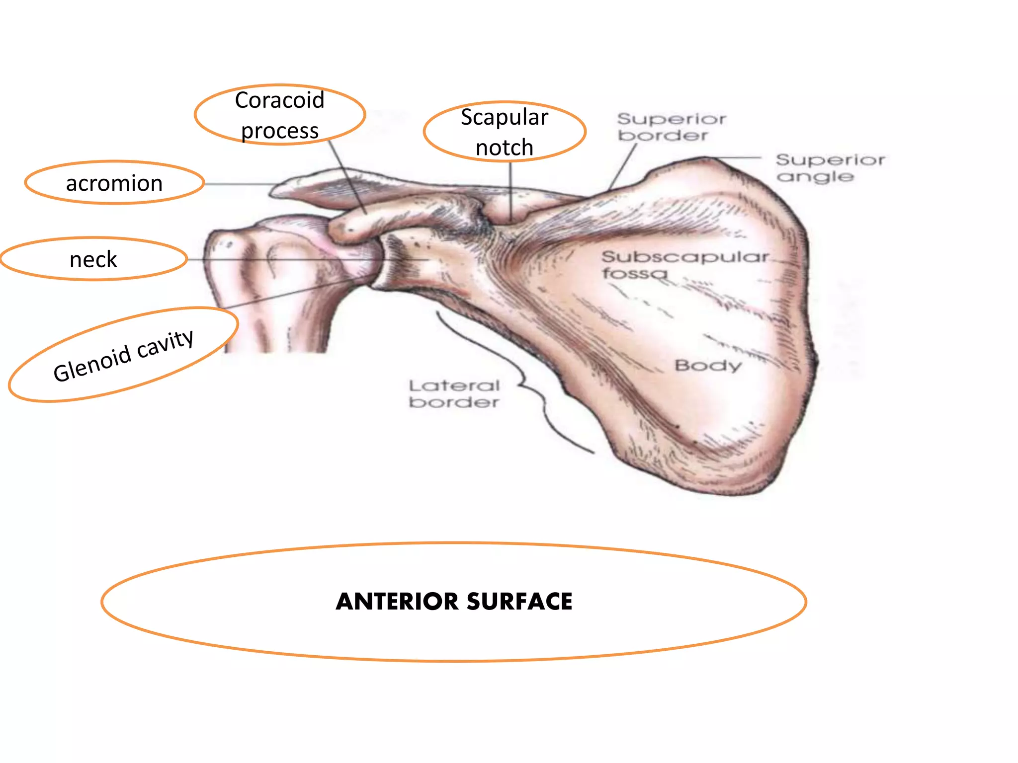 Shoulder girdle presentation | PPTX