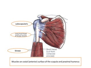 Shoulder girdle presentation | PPTX