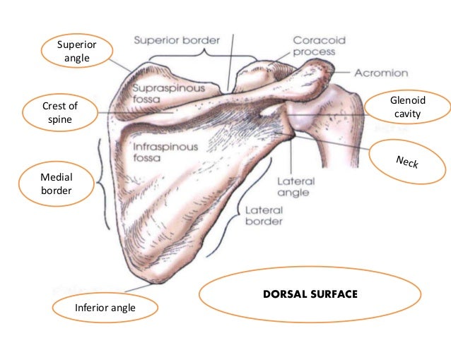 Shoulder girdle presentation