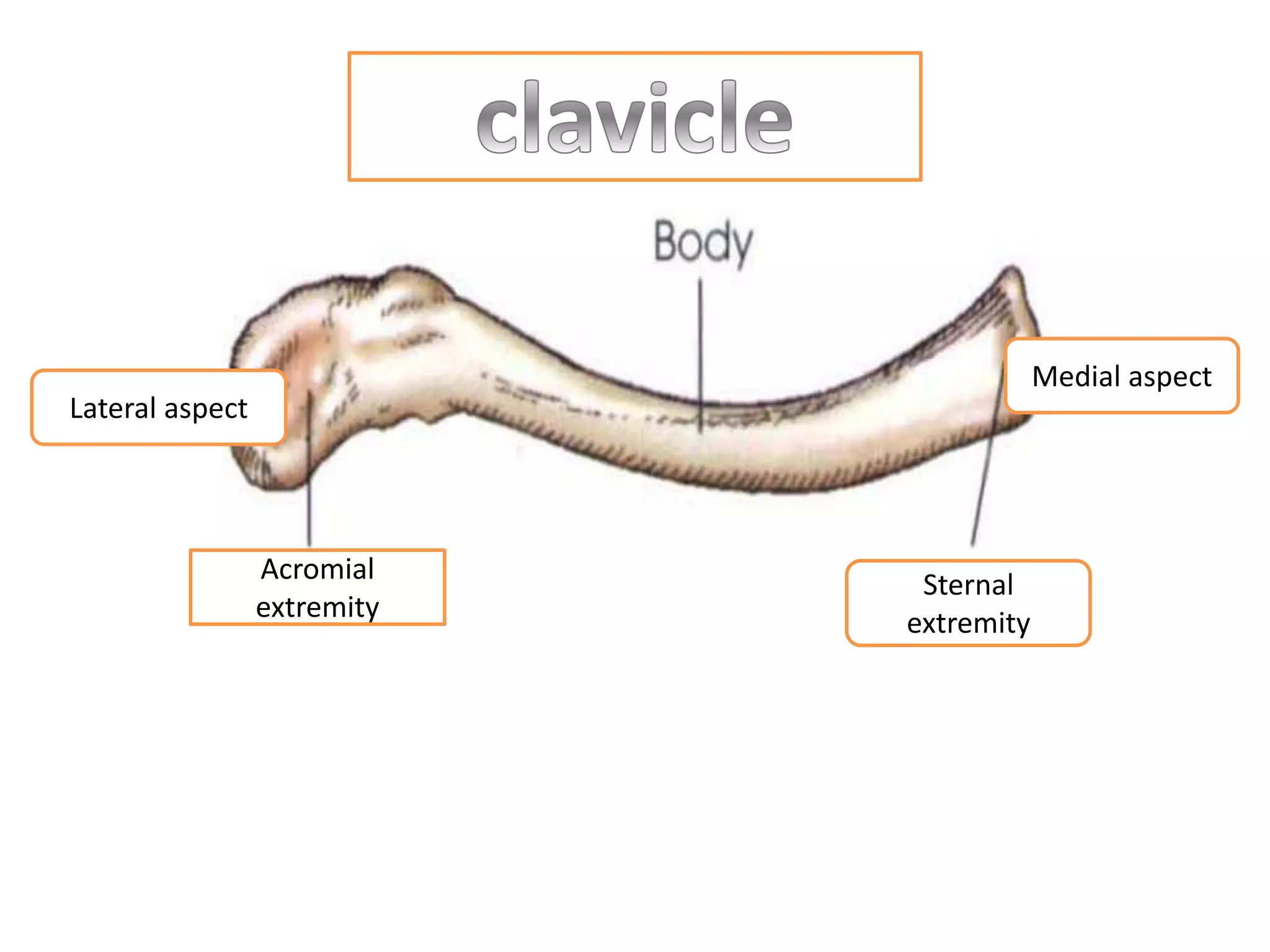 Shoulder girdle presentation | PPTX