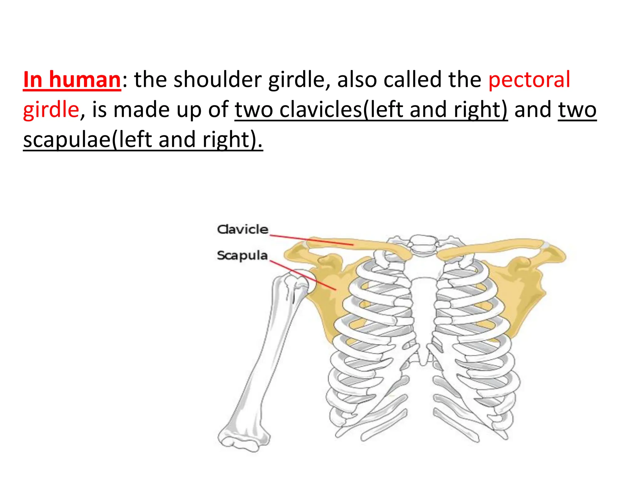 shoulder girdle , scapula.pdf