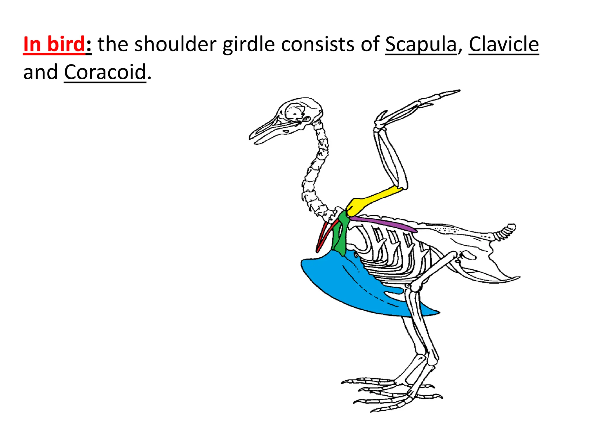 shoulder girdle , scapula.pdf