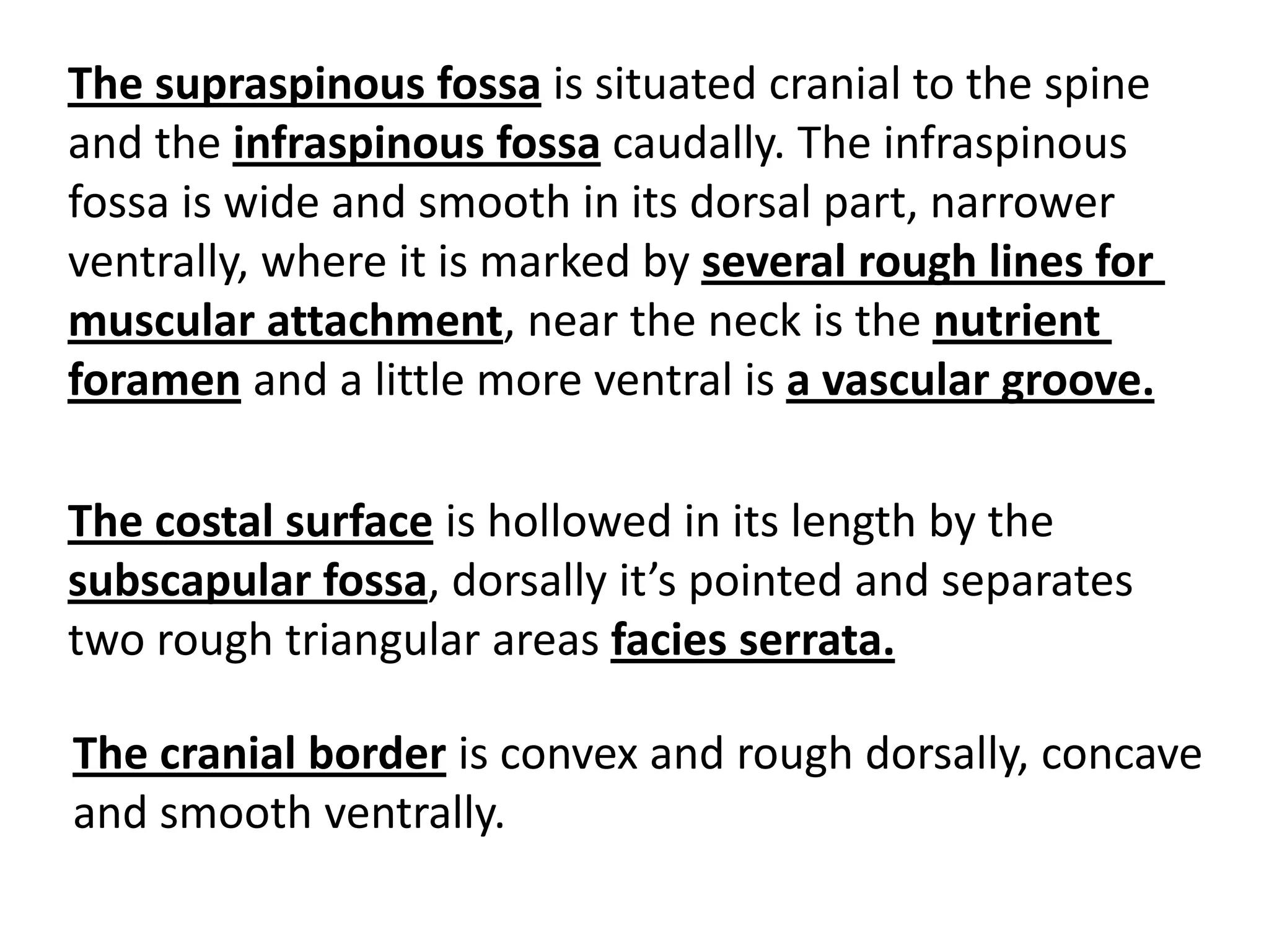 shoulder girdle , scapula.pdf