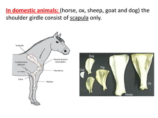 shoulder girdle , scapula.pdf