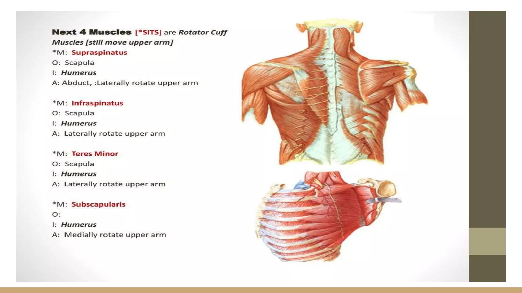 Shoulder impingement syndrome | PPTX