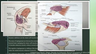 shoulder impingement in sports physiotherapy | PPTX