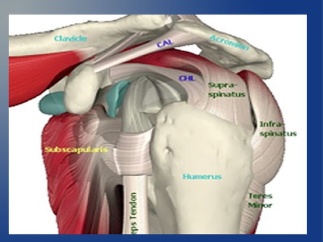 Shoulder impingement syndrome | ODP