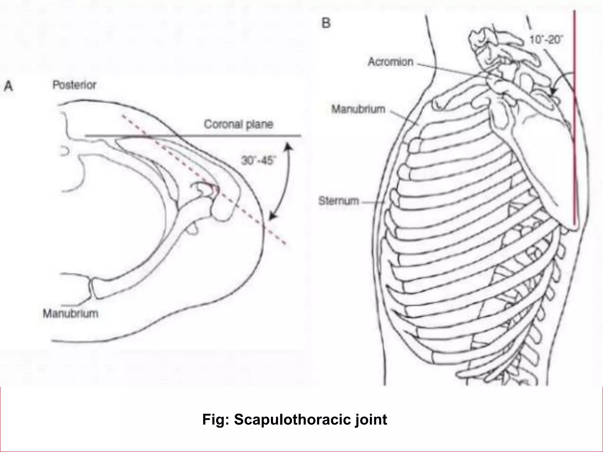 Shoulder Impingement Syndrome Ppt