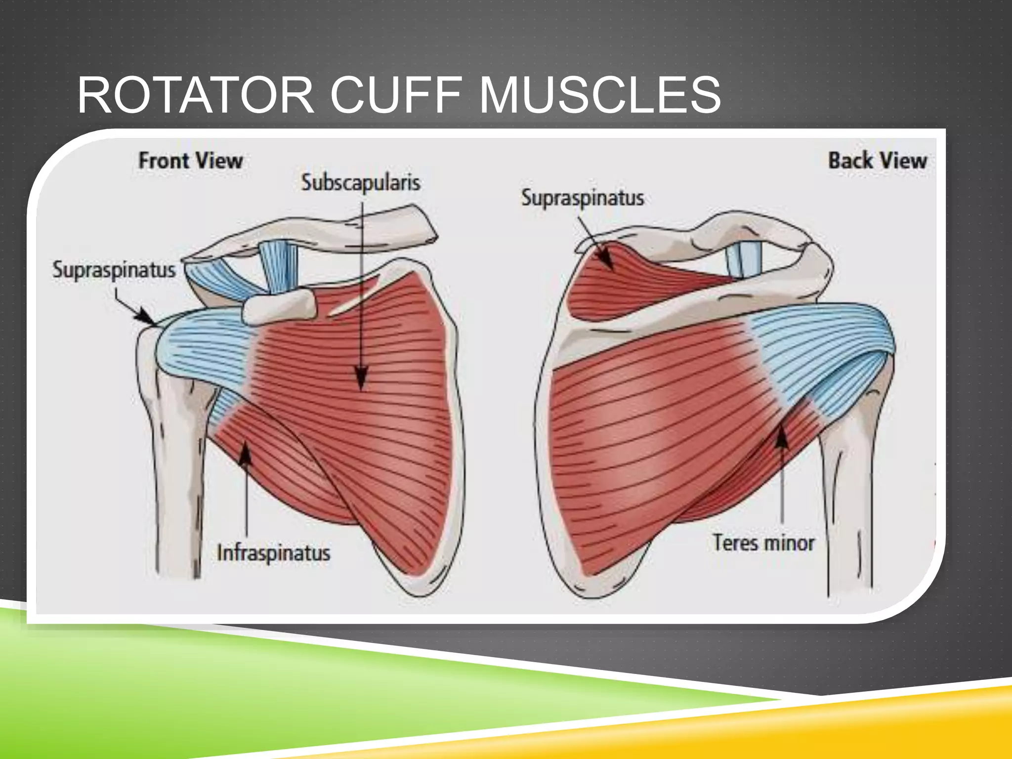 Shoulder Impingement Evidence Based Case Study | PPTX