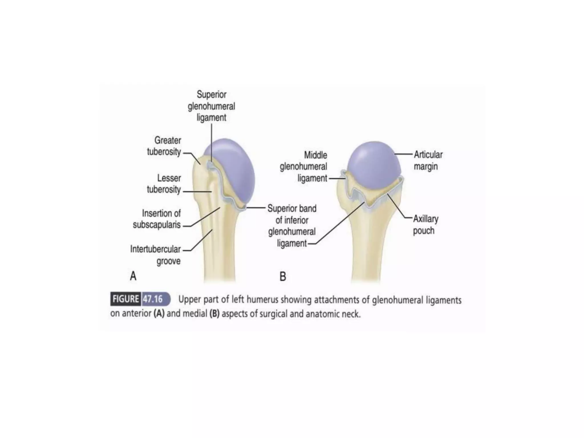 Shoulder instability-1.pptx