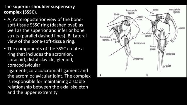 SHOULDER INSTABILITY AIIMS JODHPUR SEMINAR | PPTX | Death, Injury, or ...