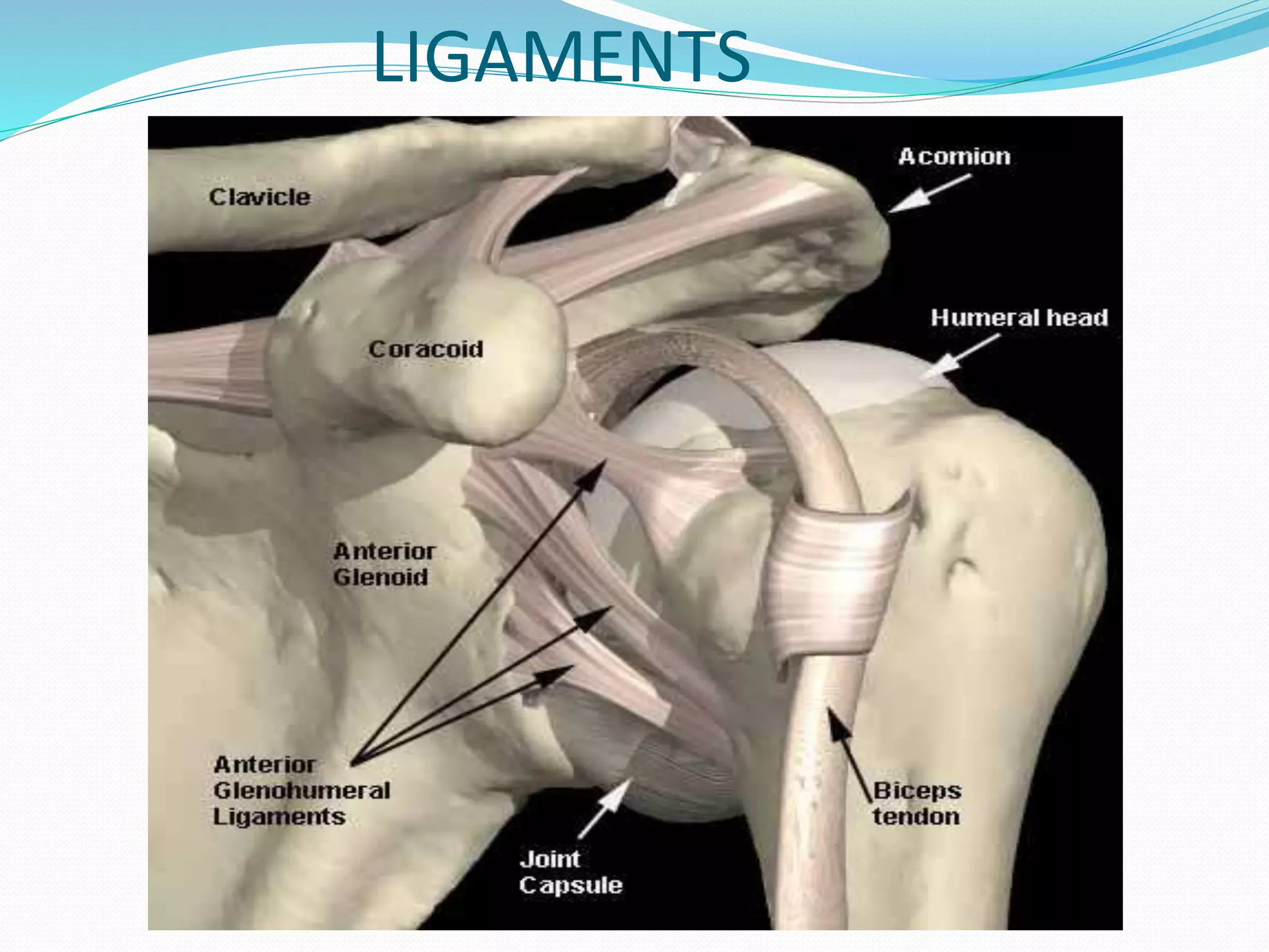 Shoulder instability (anatomy,types, management ) | PPTX