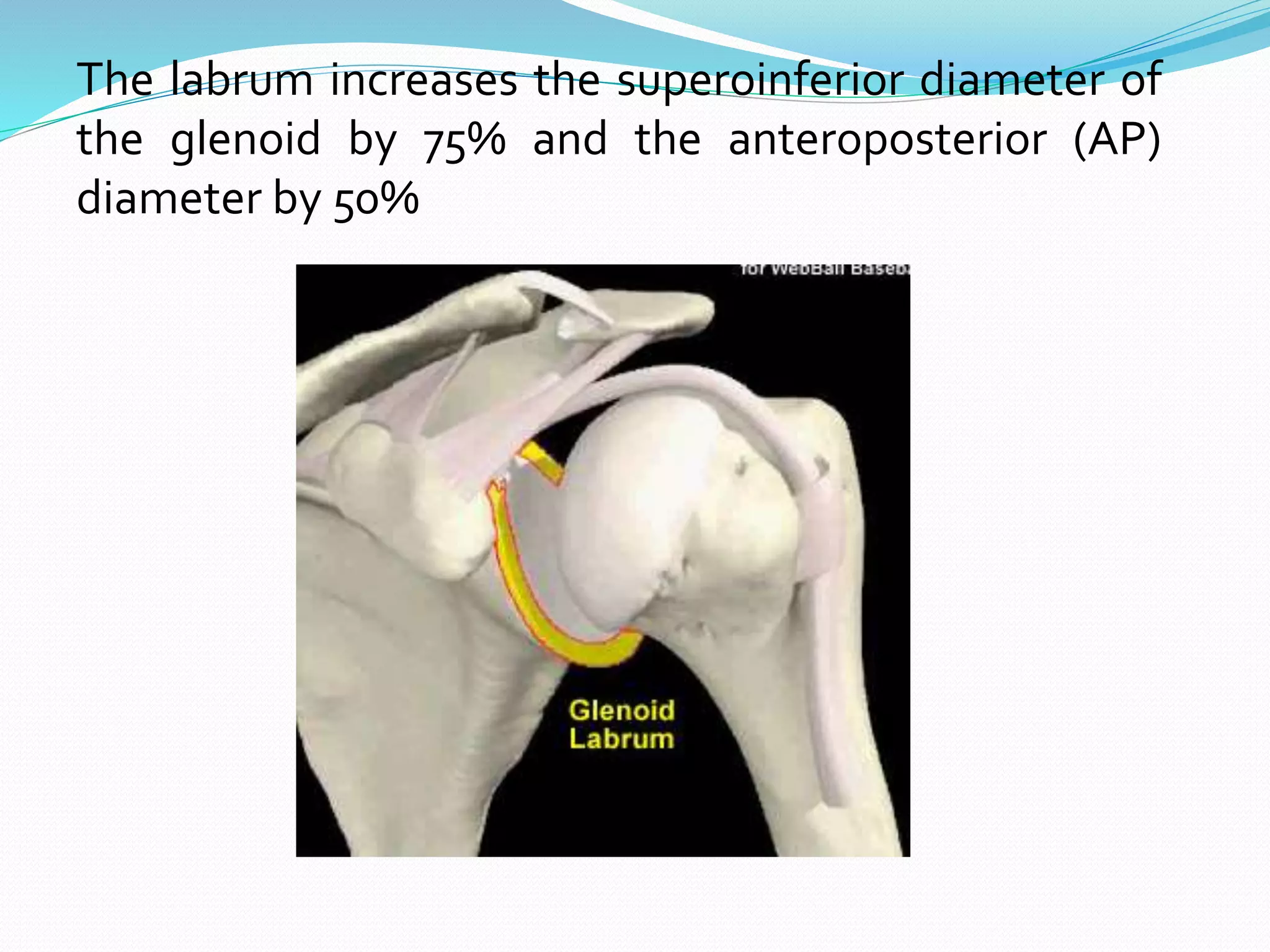 Shoulder instability (anatomy,types, management ) | PPTX