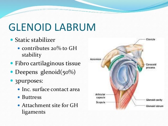 Shoulder instability (anatomy,types, management )