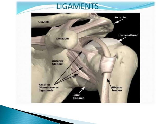 Shoulder instability- anatomy mechanism & treatment | PPT
