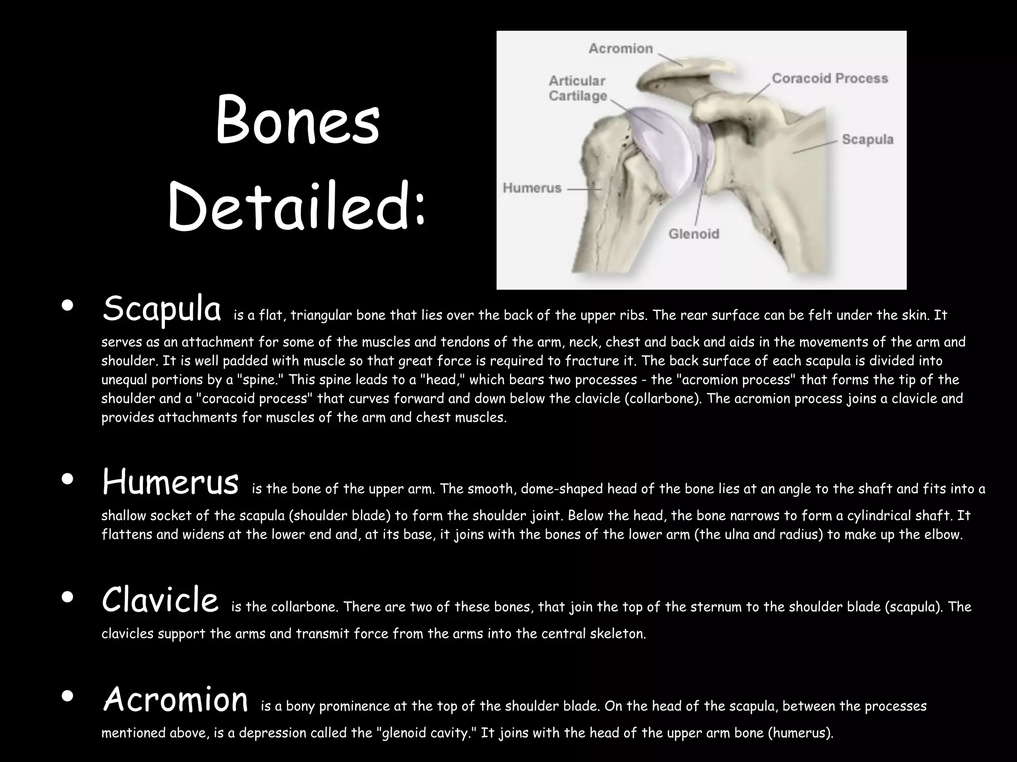Shoulder joint | KEY