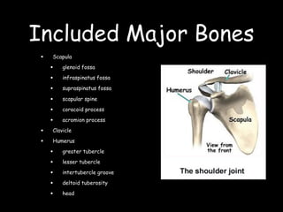 Shoulder joint | KEY