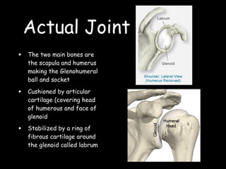 Shoulder joint | KEY