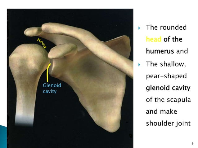 ppt on Shoulder joint | PPT
