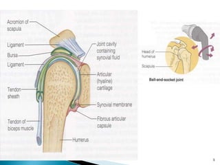 ppt on Shoulder joint | PPT