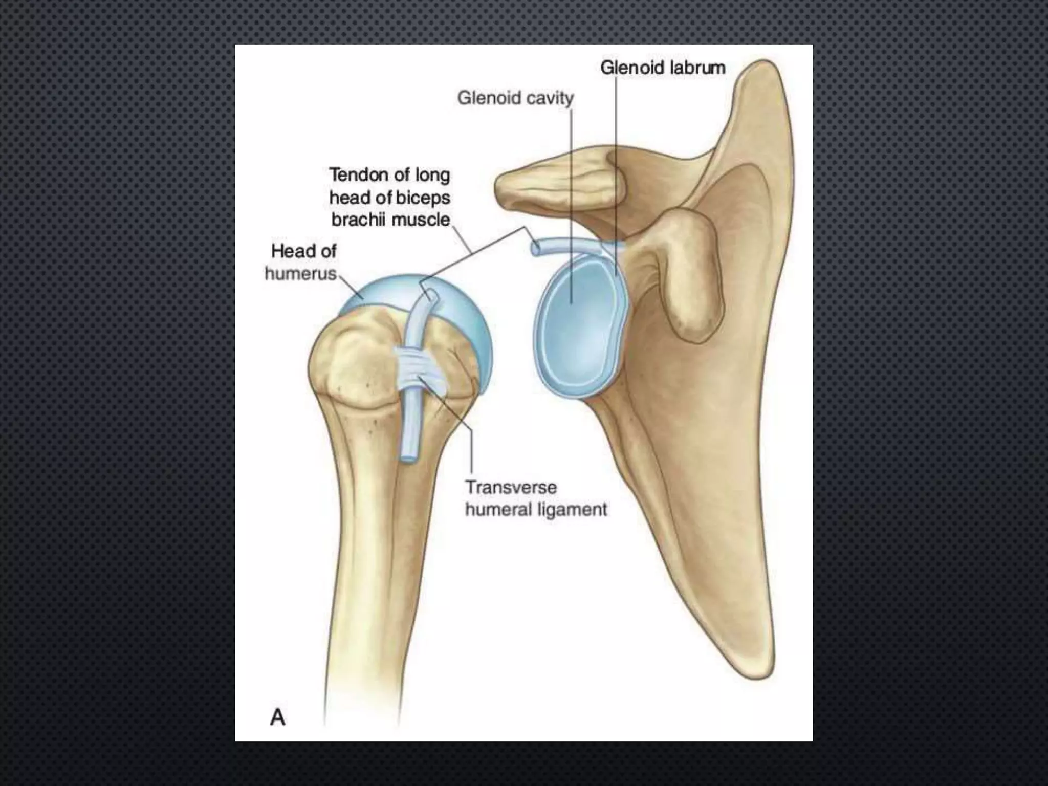 shoulderjoint-180413132615.pptx