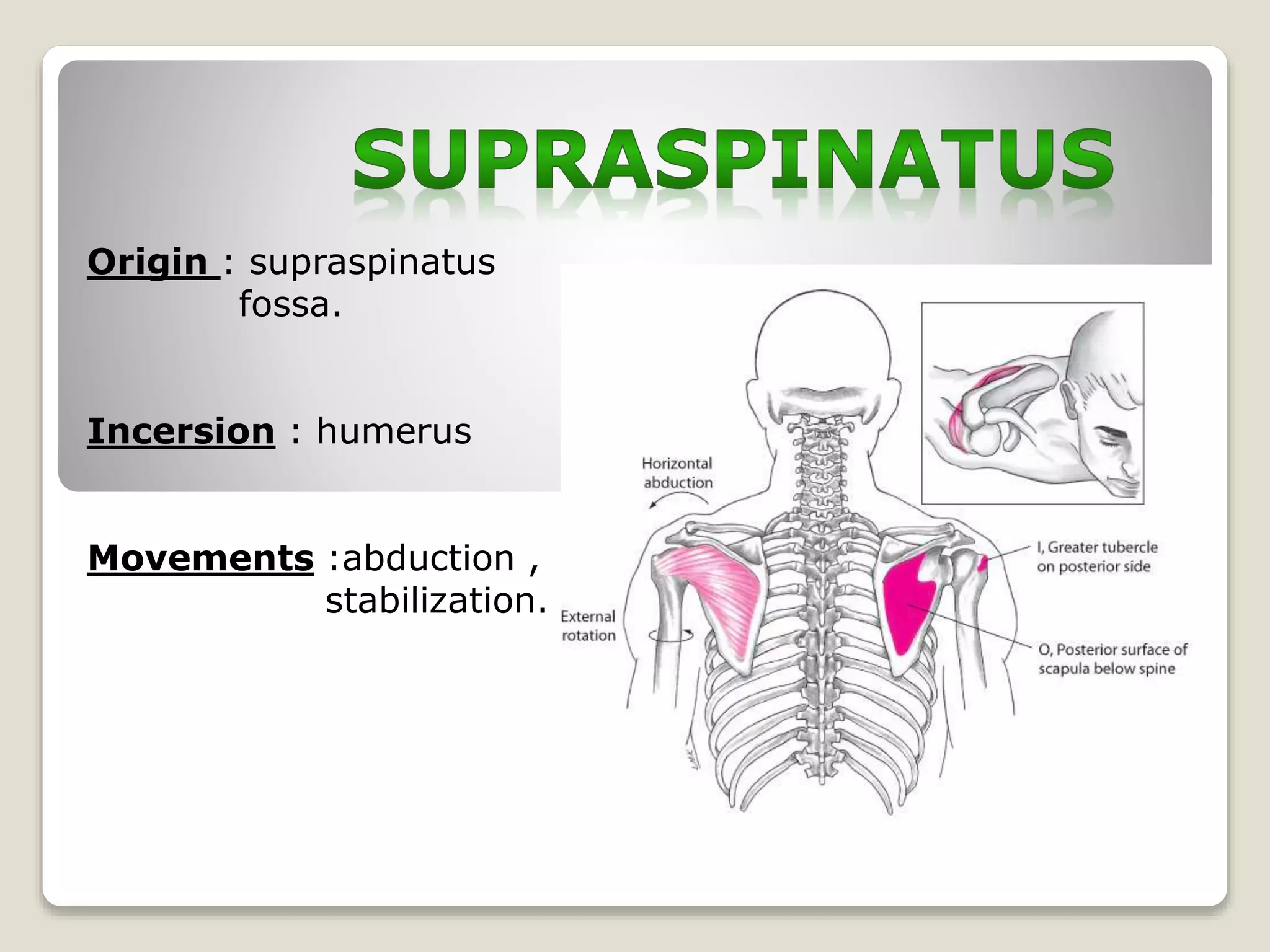 Kinesiology and Biomechanics: Shoulder joint | PPTX
