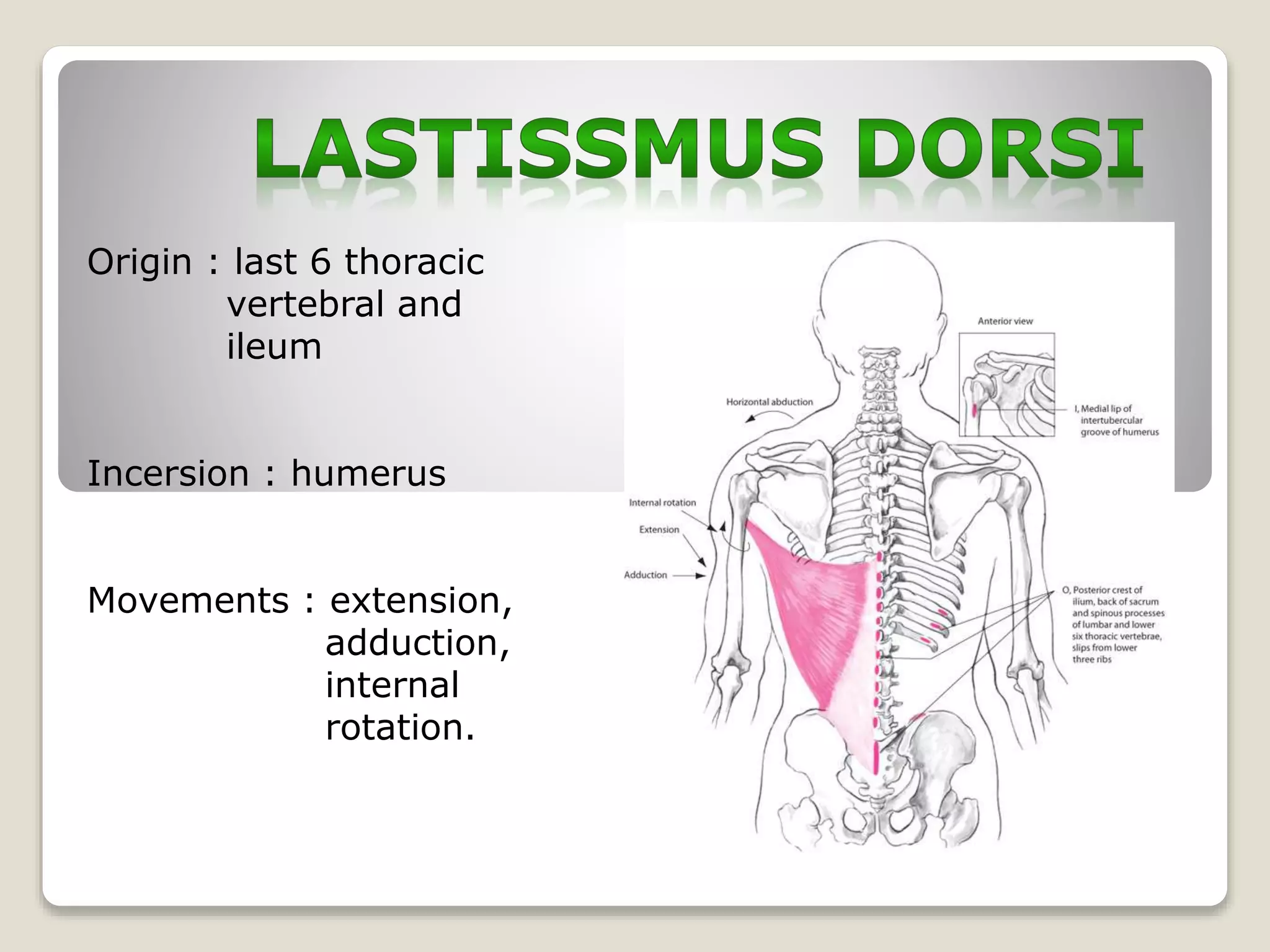 Kinesiology and Biomechanics: Shoulder joint | PPTX