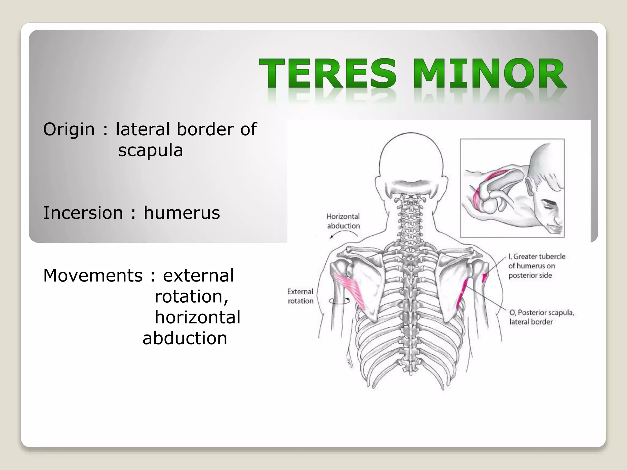 Kinesiology and Biomechanics: Shoulder joint | PPTX