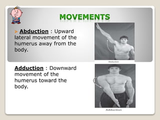 Kinesiology and Biomechanics: Shoulder joint | PPTX