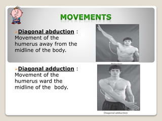 Kinesiology and Biomechanics: Shoulder joint | PPTX | Death, Injury, or ...