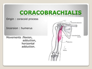 Kinesiology and Biomechanics: Shoulder joint | PPTX